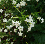 Tobacco, Night Blooming Azteca (Nicotiana alata), potted plant, organic ...