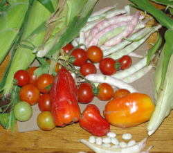 Rapunzel [RAMPION] (Campanula rapunculus), packet of 50 seeds ...