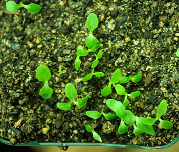 Dream Root, Xhosa (Silene capensis) packet of 30 seeds, organic ...