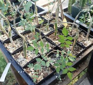 Elephant Tree, Fragrant (Bursera odorata/fagaroides) potted tree ...