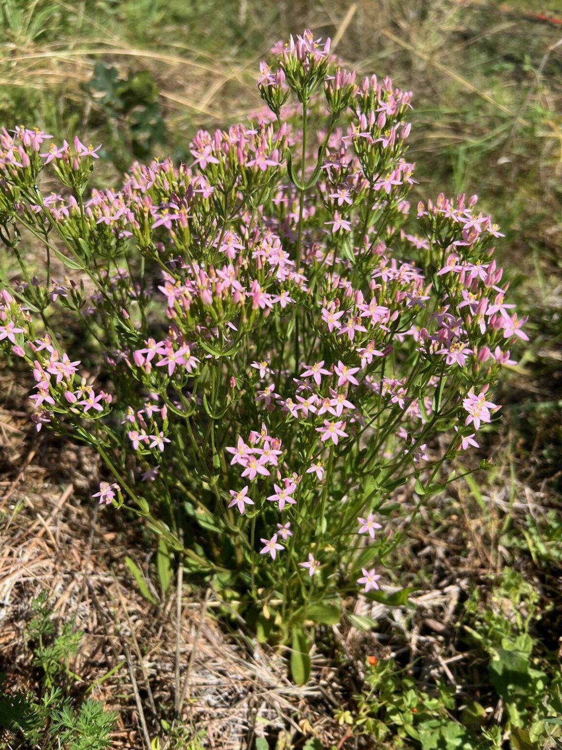 Centaury, European (Centaurium erythraea), packet of 100 seeds, Organic ...