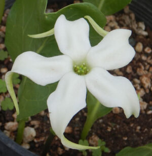 Springblossom (Jaborosa integrifolia) potted plant, organic | Strictly ...