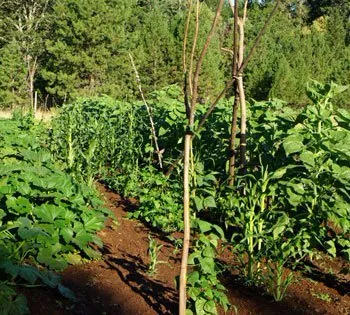 Osha (Ligusticum porteri) seeds | Strictly Medicinal Seeds