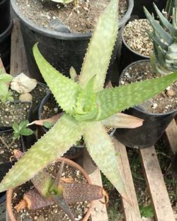 MEDICINAL HERB SEEDS A-B | Strictly Medicinal Seeds